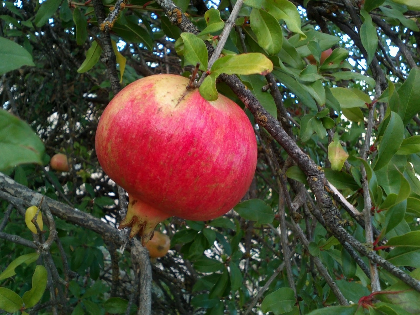 Adopta un pueblo online: Granado. II Parte