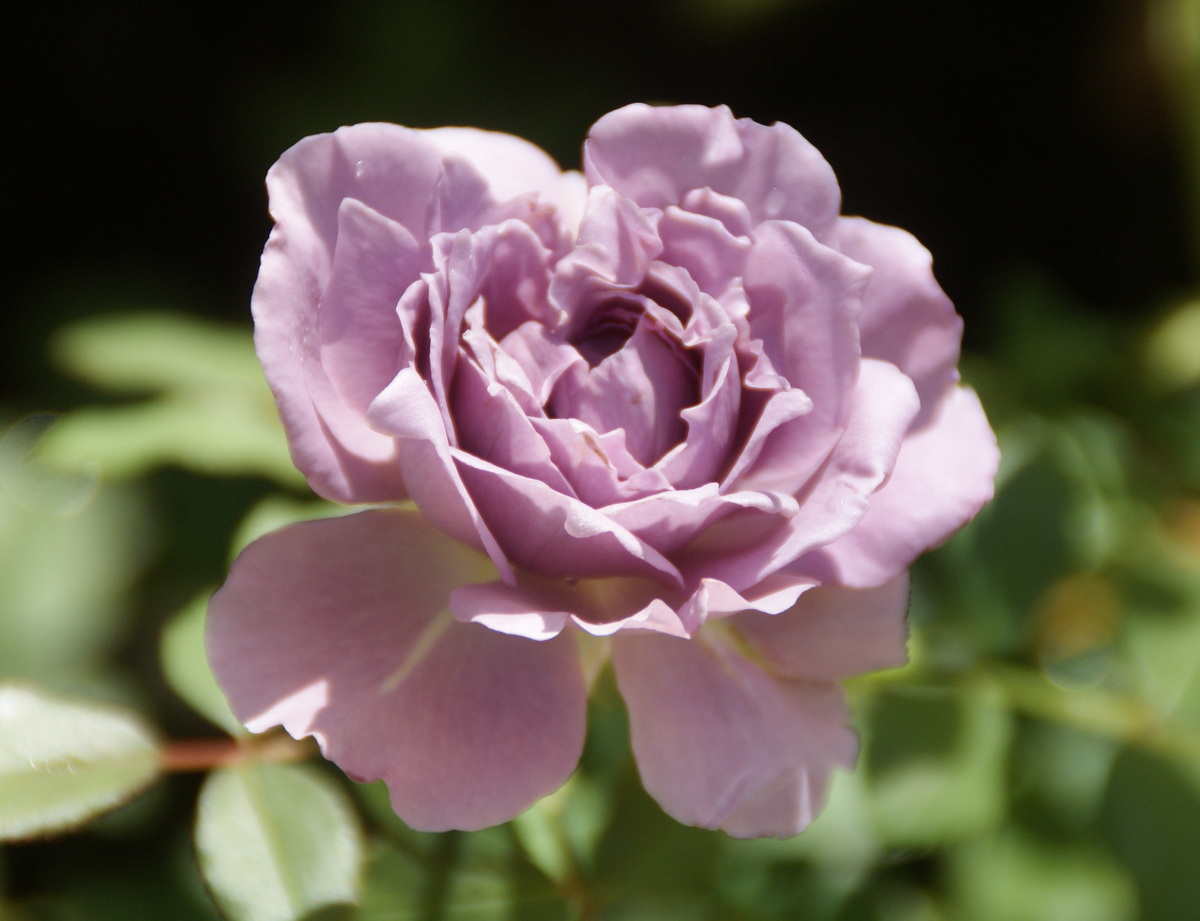 Organic Garden Dreams: September Roses
