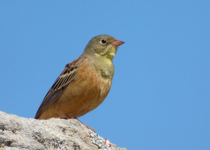 CURIOSO POR NATURALEZA: ESCRIBANO HORTELANO. FRANCIA