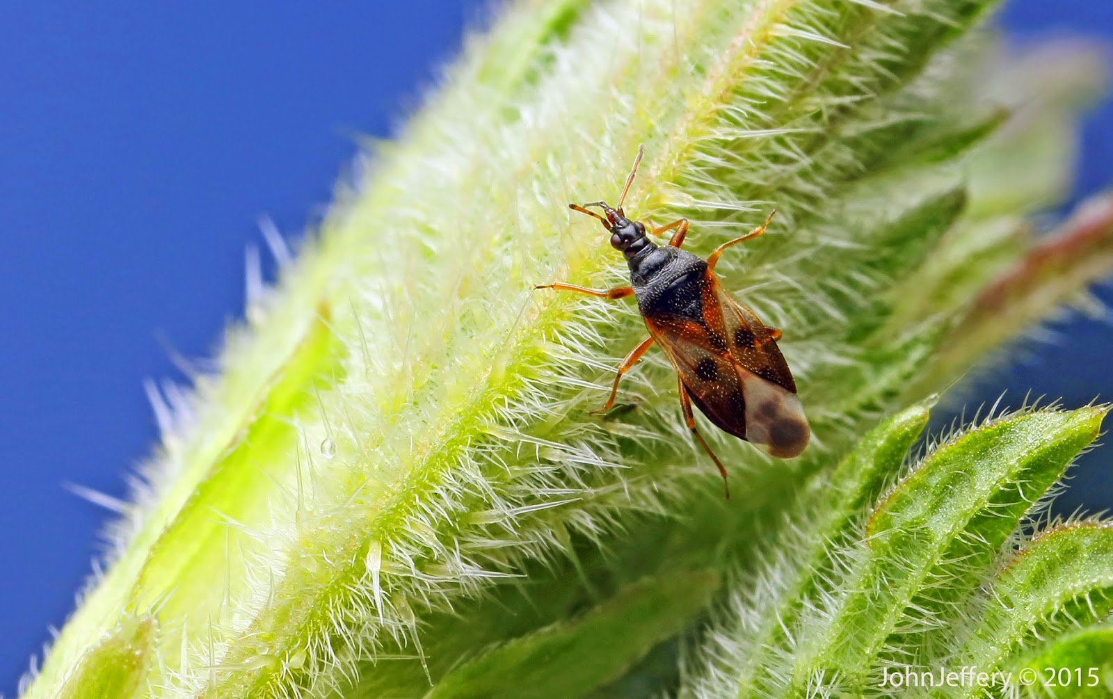 JJ's Photographic nature blog: I've been searching in Comfort's Wood ...