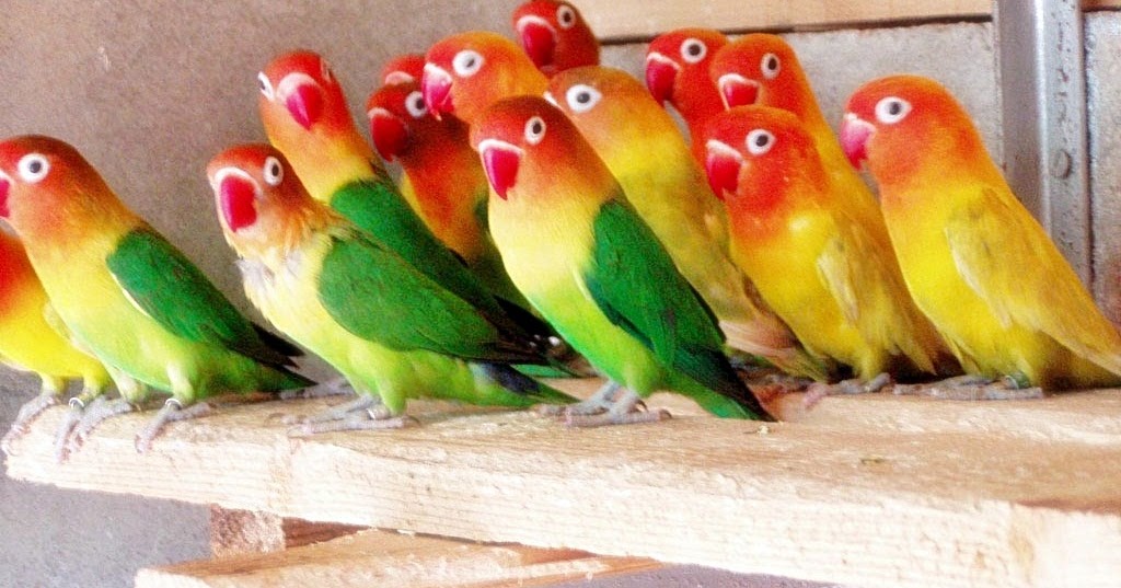 Panduan Lengkap cara ternak lovebird agar cepat bertelur untuk Pemula | -Petani TOP-