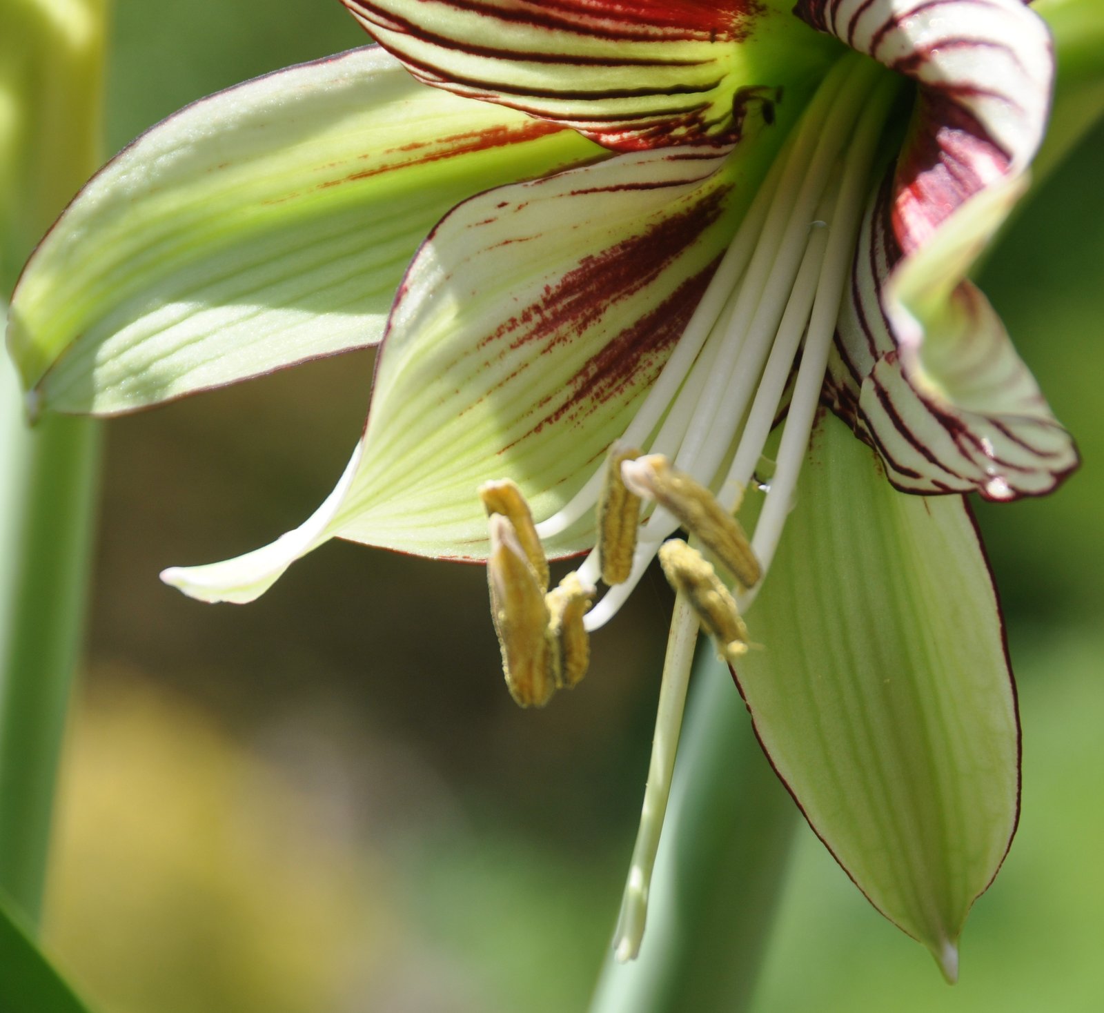 Vicki Lane Mysteries: Amaryllis Papillion
