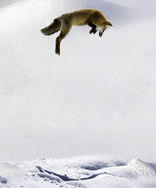 Vulpes (Diary): Leaping Fox