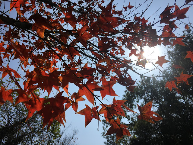 Hsinchu Travel: Red Maple and the Lingyin Temple of Hsinchu - My Life ...