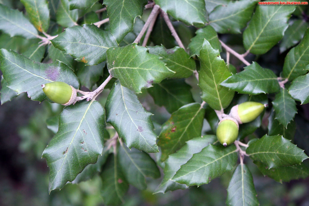 Sauvagement-Bon: Couleurs d'automne