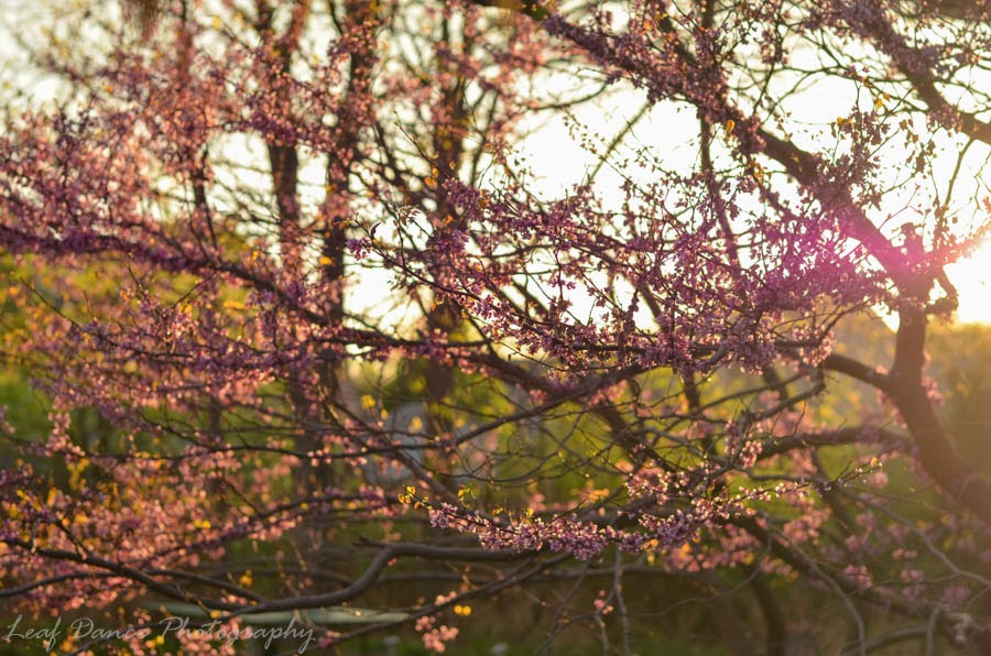 Leaf Dance Photography: This is the Feel of Spring // In Evening Light