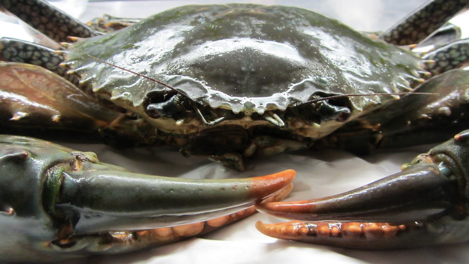 Eat It To Believe It: mad crab paella