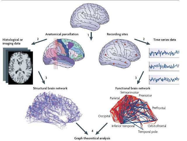 Six Degrees - CNT 2013 at CSE, IITKgp: Complex brain networks