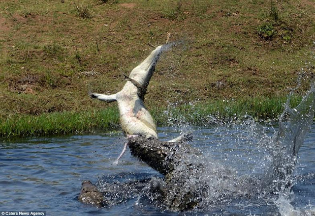 Cannibal crocodile tears smaller rival to piece, feasts on its head