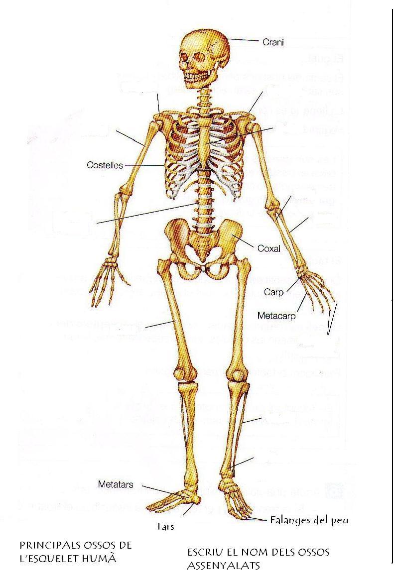 EL BLOG DE LES CIENCIES: NATURALS: anatomia de l'esquelet humà i els ...