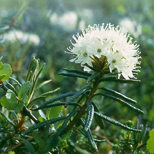 Homeopath In The House: First Aid Kit - Ledum Palustre