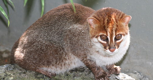 Flat-headed cat, kucing liar yang ada di Sumatera dan Kalimantan ...
