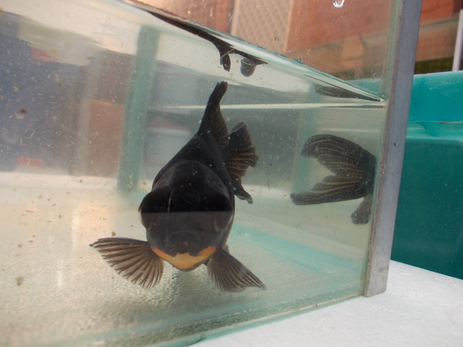 Mirror-scale goldfish: Black/dark tea brown metallic goldfish from ...
