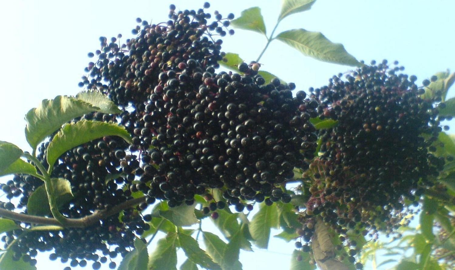 Socul | Preparatedevis.ro