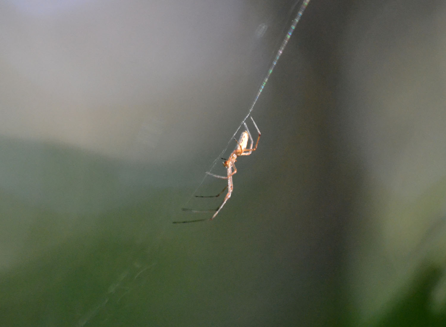 Woods Walks and Wildlife: Two Sights from a Brief Walk