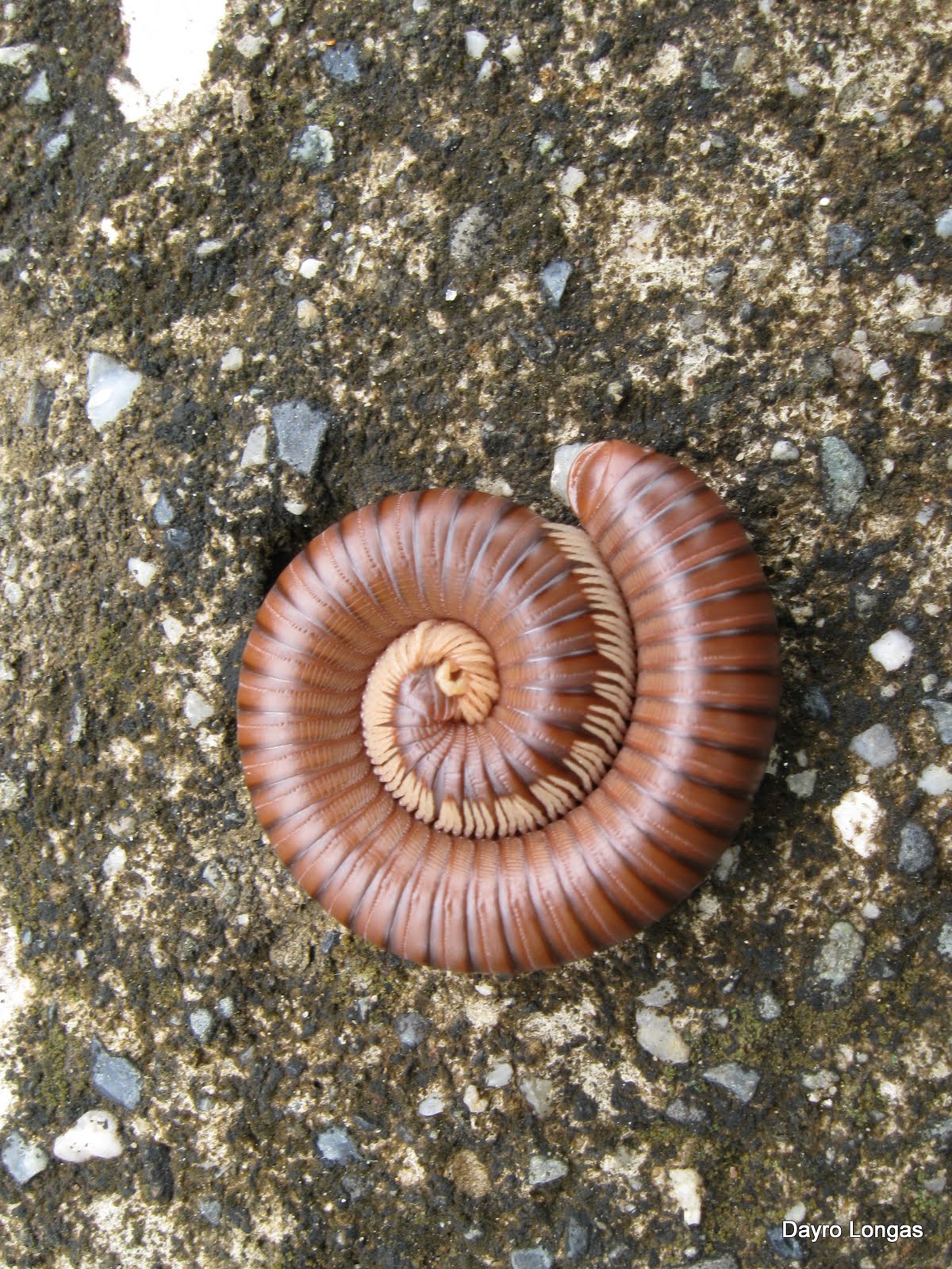 Fauna de Colombia - Wildlife Colombia: Gusanos