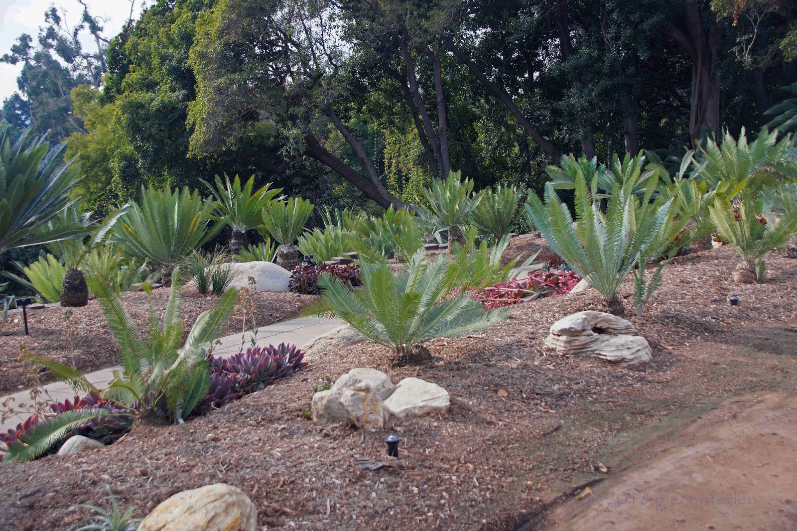 Huntington's Whitelock Cycad Collection Installation Nears Completion