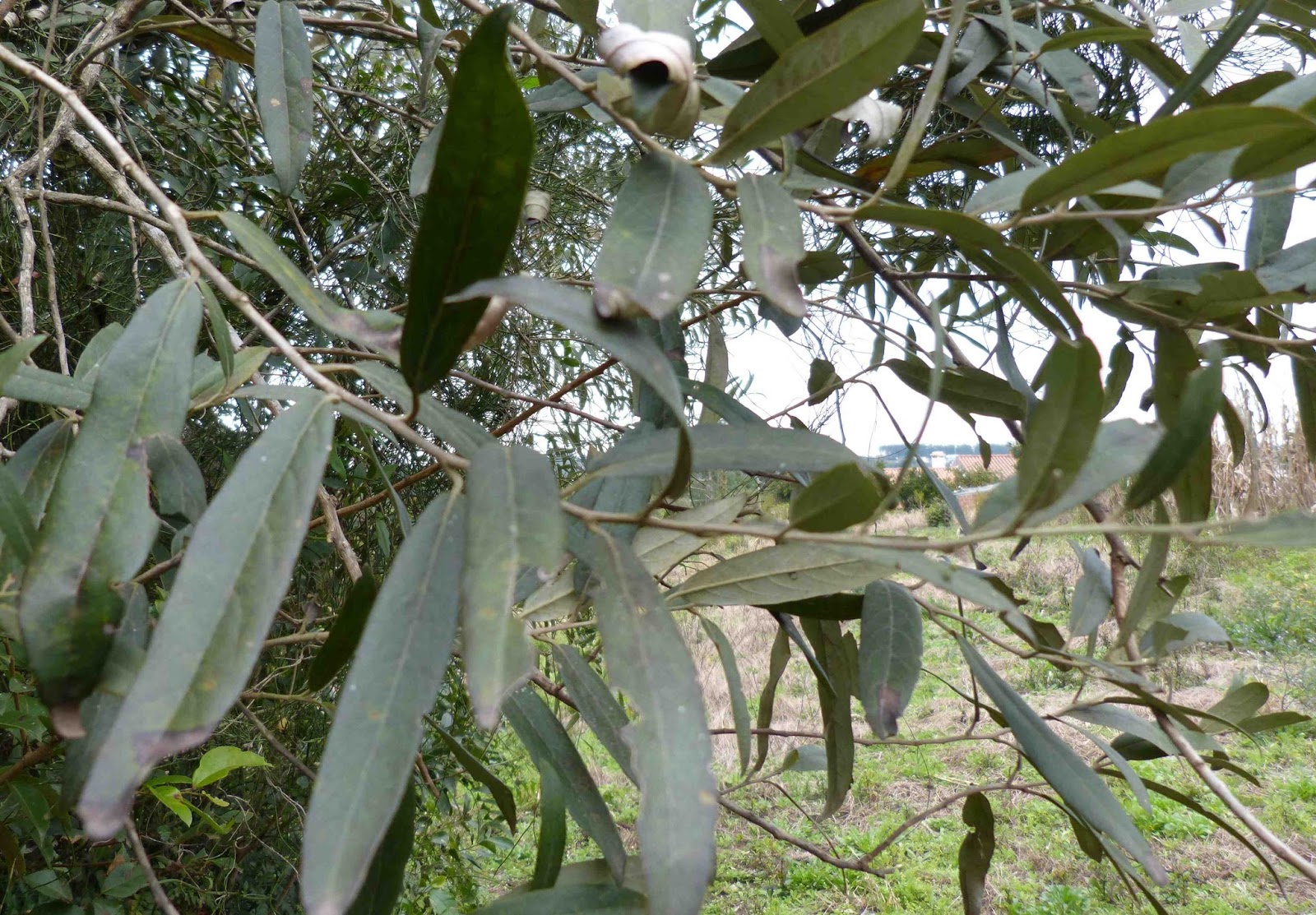 Canguçu em Cores: ASSA-PEIXE - Vernonia polyanthes - Princípios Ativos ...