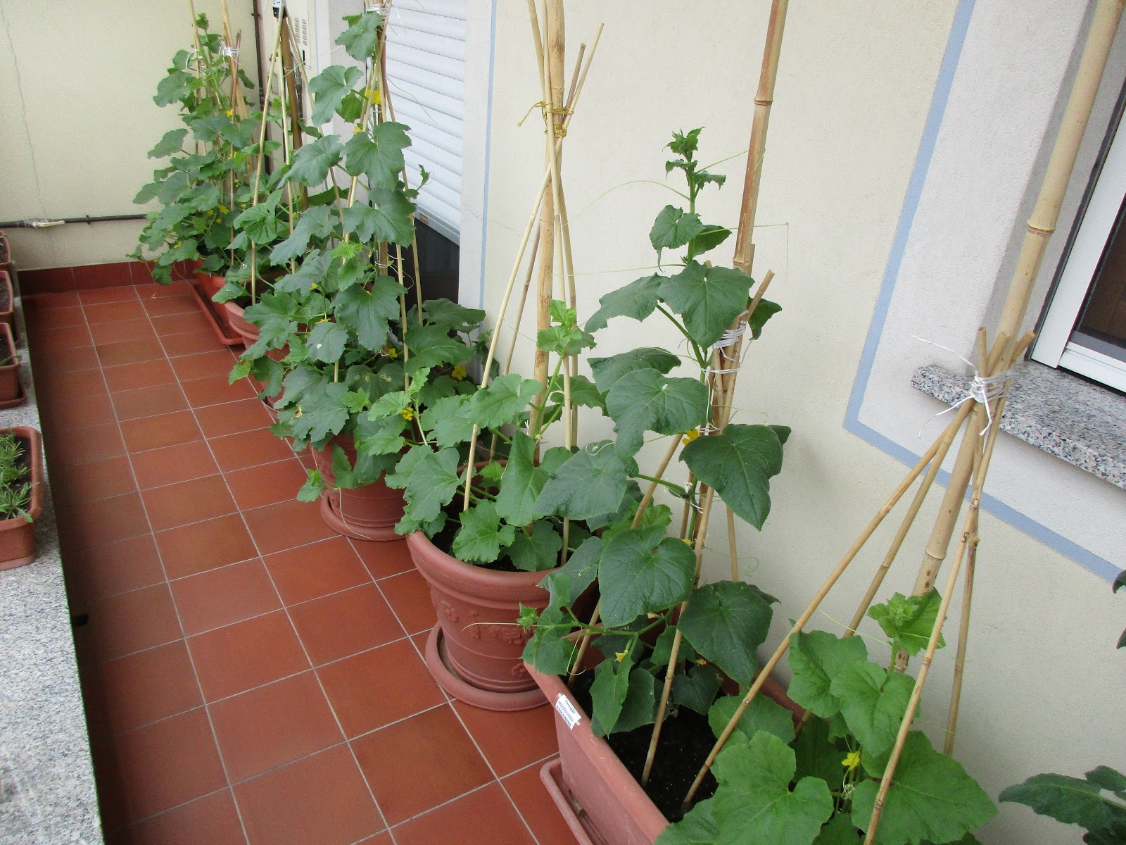 Carosello Pugliese: AGGIORNAMENTO SUI CAROSELLI