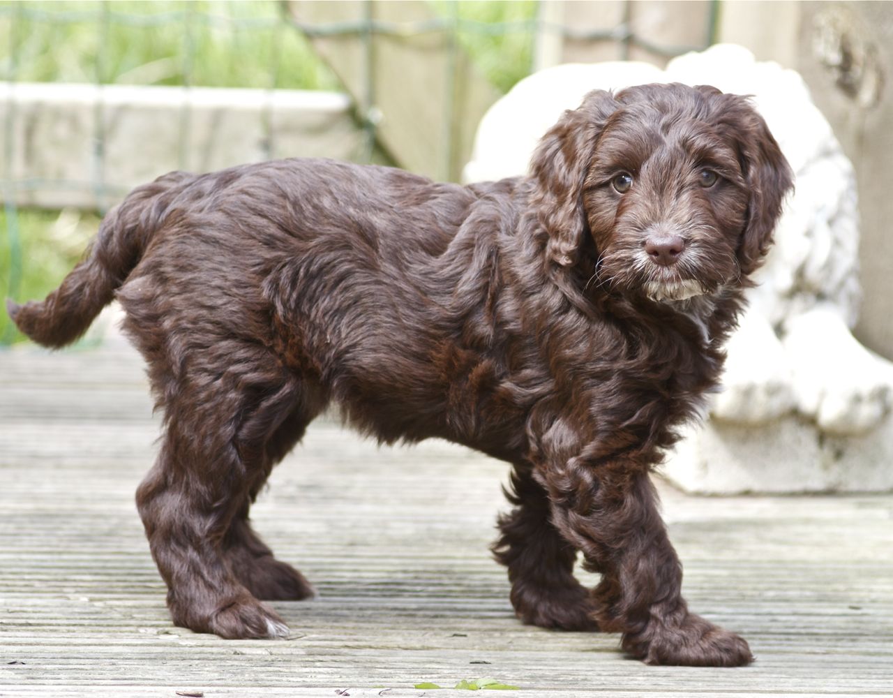 Jukee Doodles : Puppy Gallery