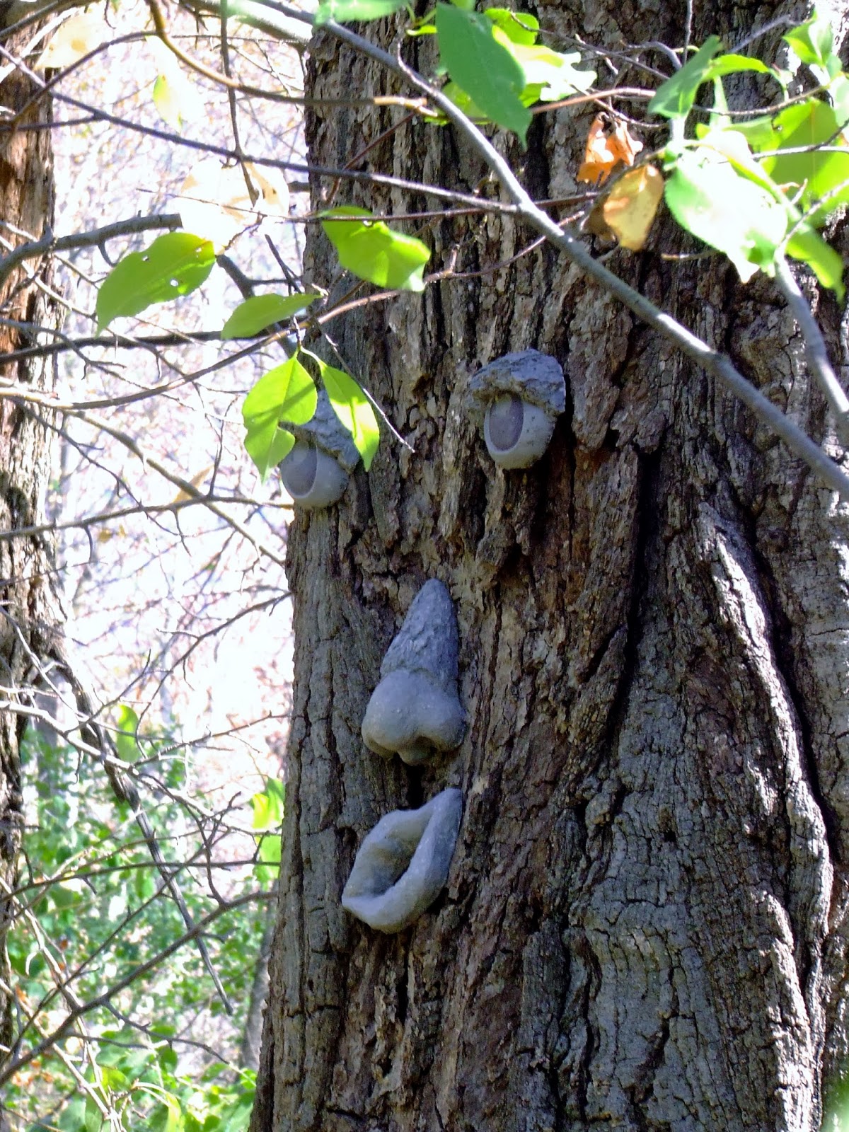 It's All Relative: The Leprechaun Tree