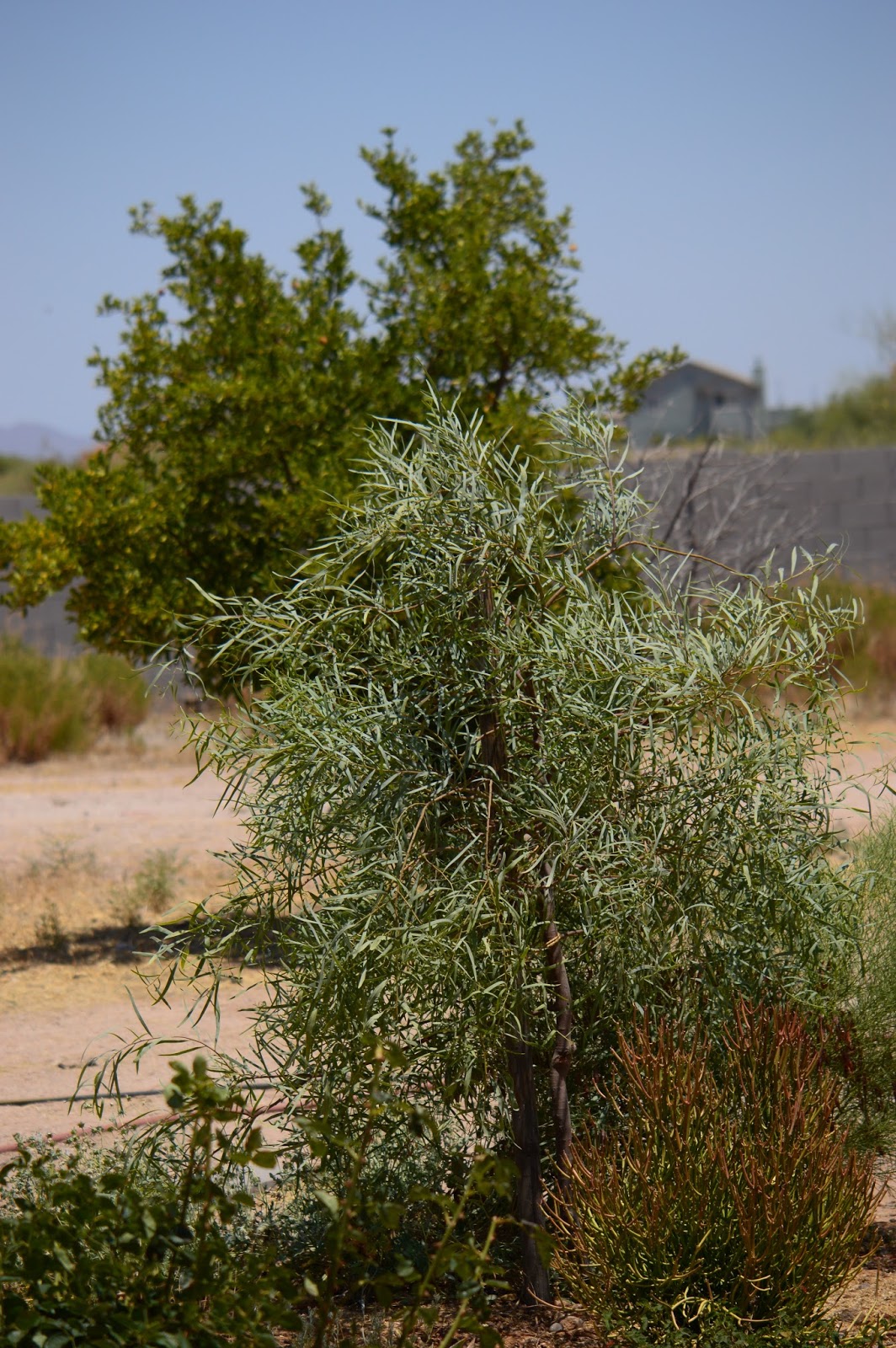 A Small, Sunny Garden: Garden Foliage in June