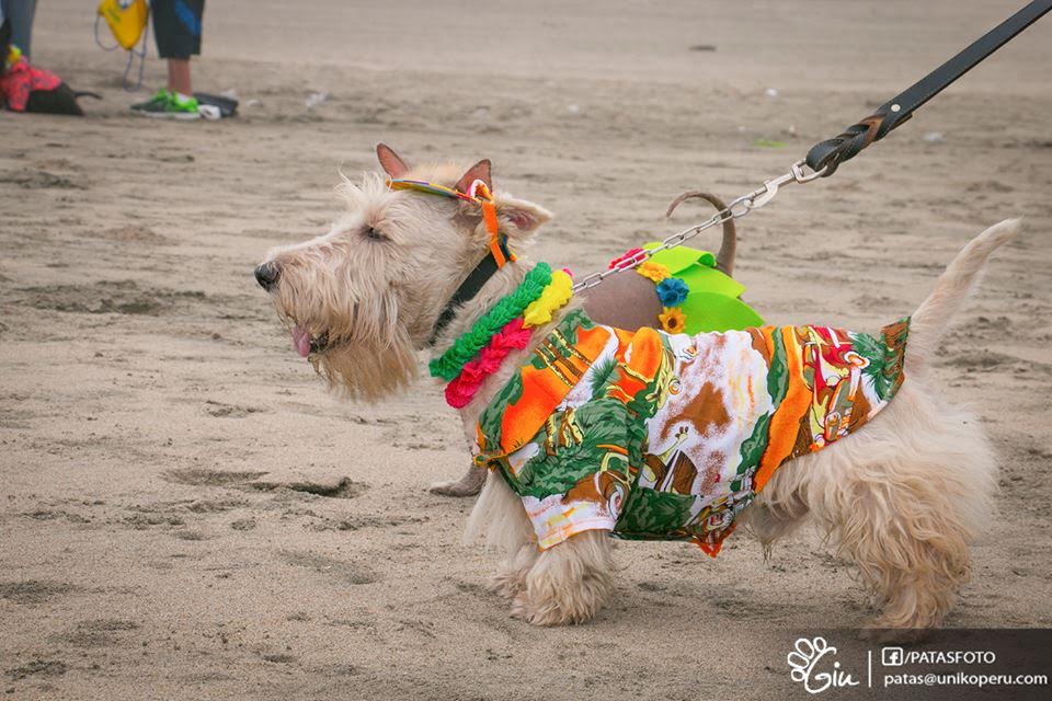 Scottie Mom: Scottie Luau