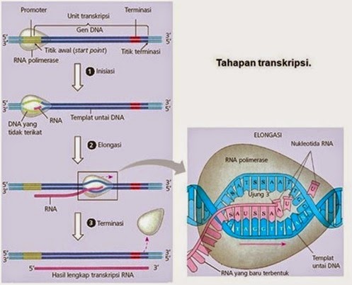 BIOLOGI GONZAGA: June 2013