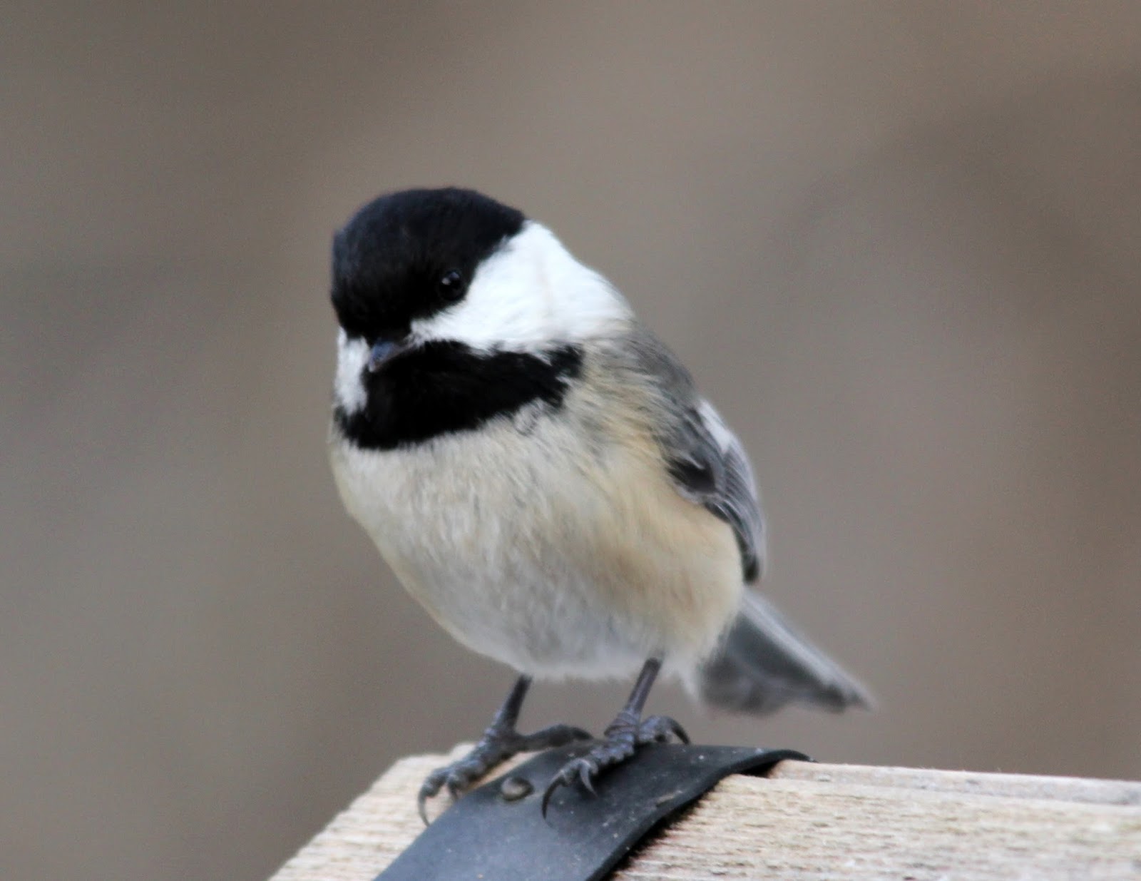 Here and There: Day 35 - 4th February 2017 - Chickadee, Red-breasted ...
