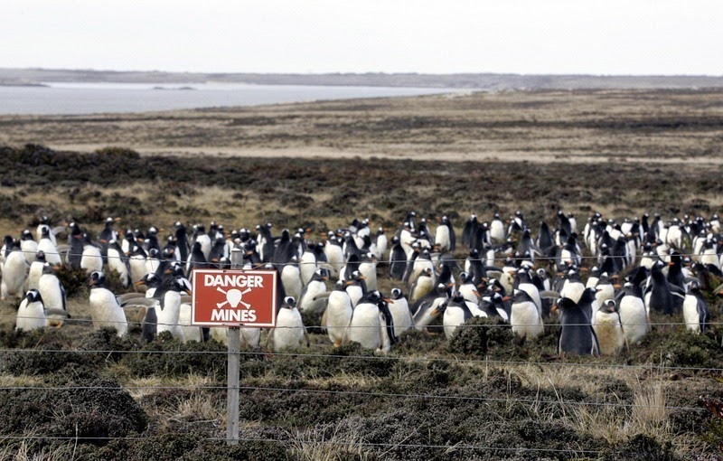 La población de pingüinos que viven en los campos de minas de las Islas ...