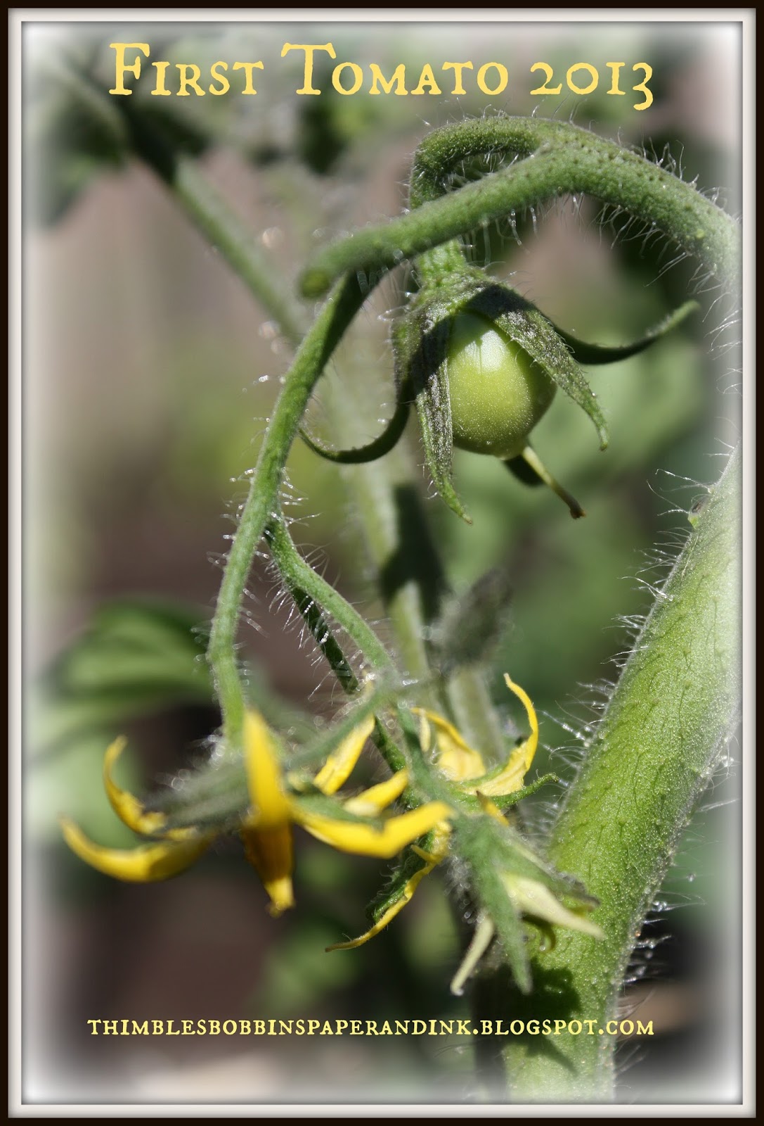 Thimbles, Bobbins, Paper and Ink: June 2013