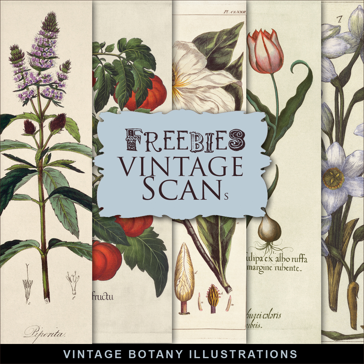 Freebies Vintage Botany Book Pages:Far Far Hill - Free database of ...