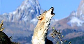 Wolves: Lords of the Forests IMAX | HD Documentary - Cosmos ...