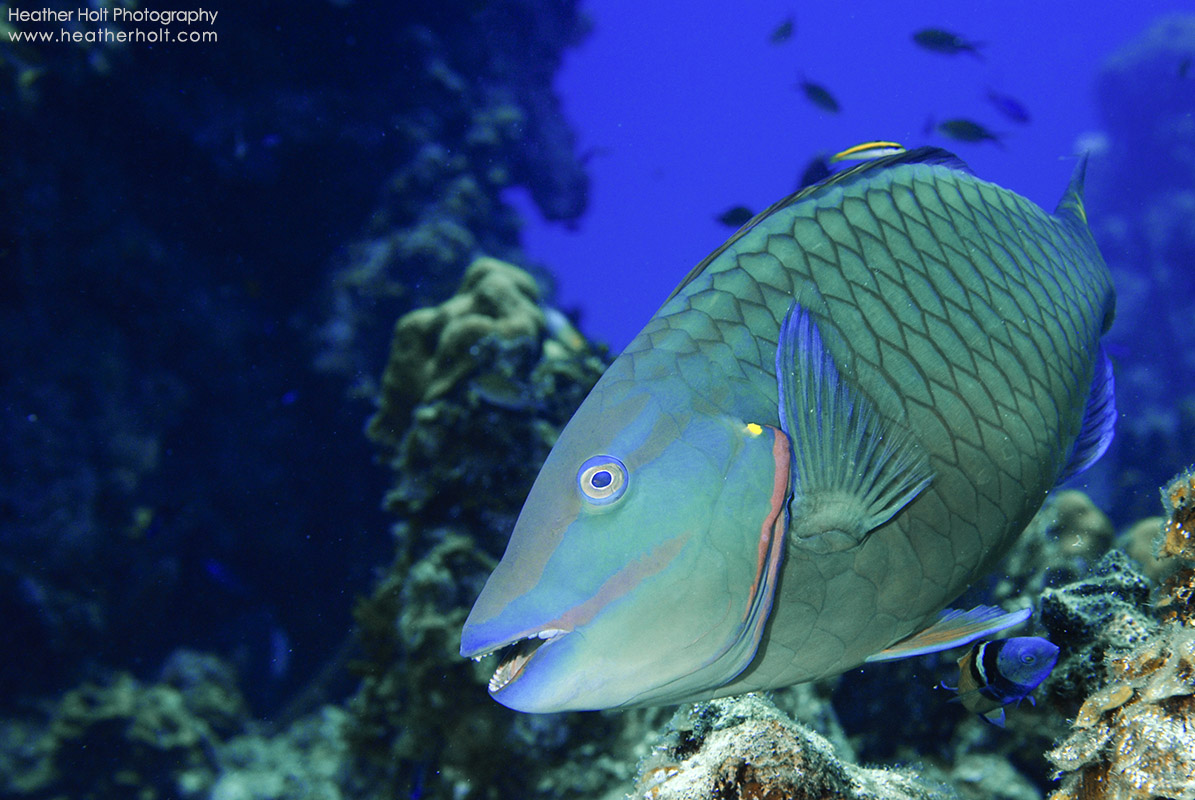 SILVER SANDS: Quick Guide to Fish ID: 10 Favorites