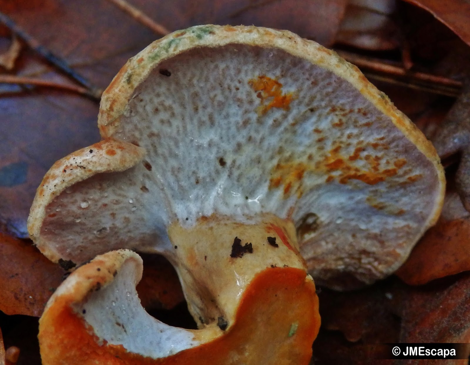 Guía de setas y hongos de la Montaña Oriental Leonesa: Hypomyces ...