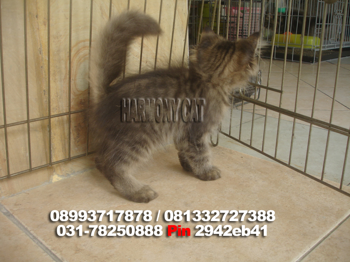 Hamster Dan Kucing Persia Murah Surabaya: DI JUAL KUCING JANTAN TABBY ...