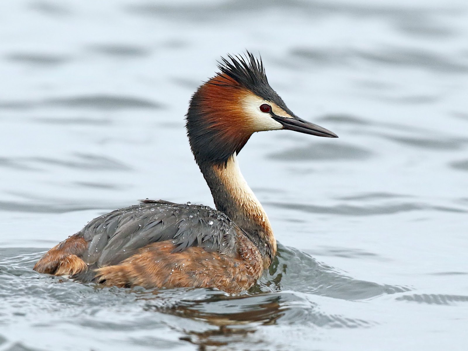 Beautiful Birds: Great Crested Grebe