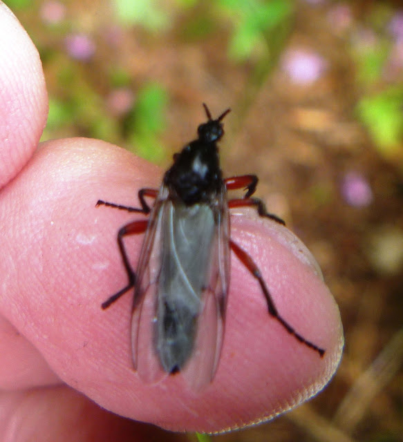 Burrator Fly Fishers: Good sport thanks to the Hawthorn Fly