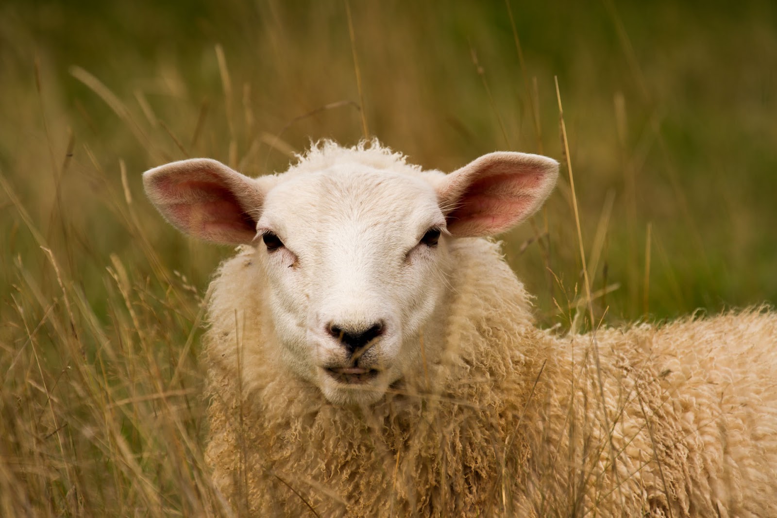 I Am The Good Shepherd - Digging The Word