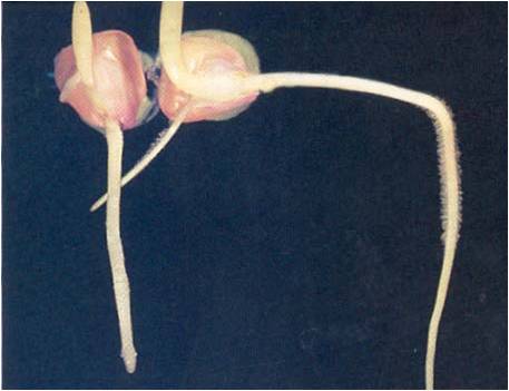 IPA KELAS 8 GERAK PADA TUMBUHAN