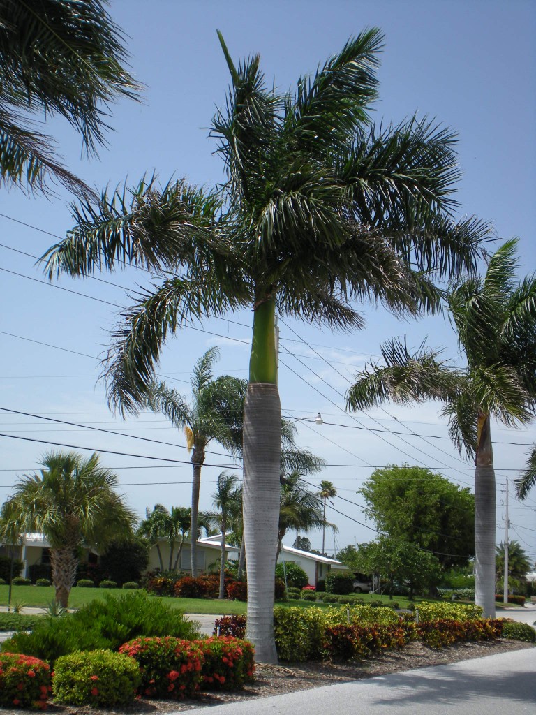 To enjoy the Florida Palm Trees, remember the Simpsons