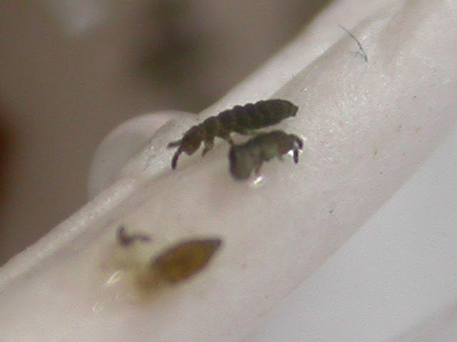 Squirrel's View: Water Springtails (Podura aquatic)