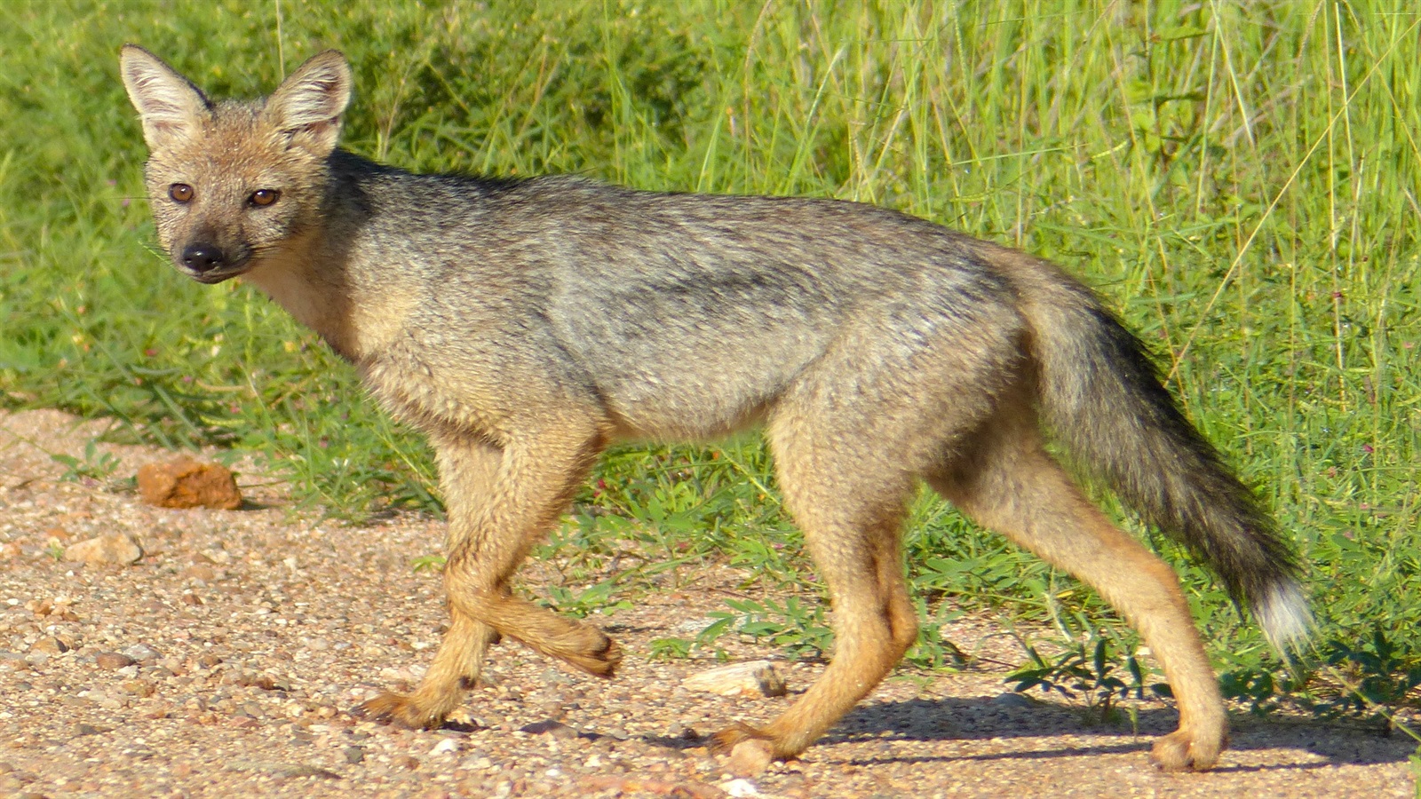 Pet jackal - childberlinda