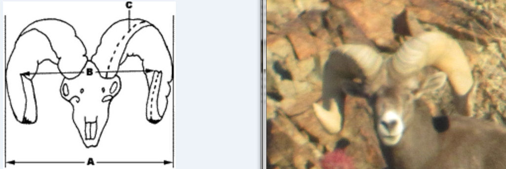 Jay Scott Outdoors: How to Field Judge and Score Desert Bighorn Sheep 4