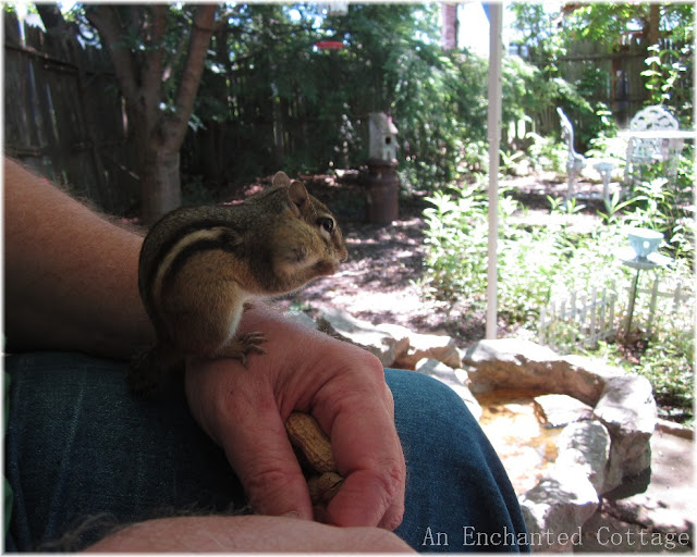 An Enchanted Cottage: Our Pet Chipmunk
