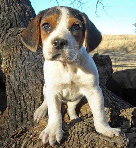 Foxhound americano o American Foxhound
