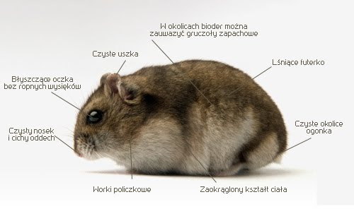 Wiedza o chomiczkach