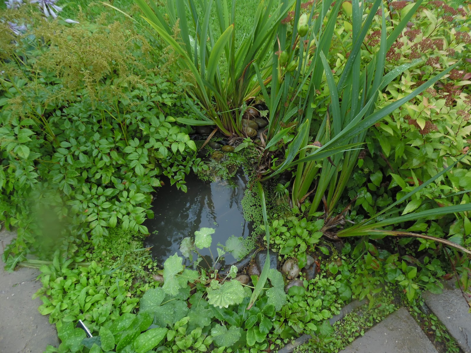 Ogród Tamaryszka: BARNSDALE GARDENS - OGRODY DLA KAŻDEGO