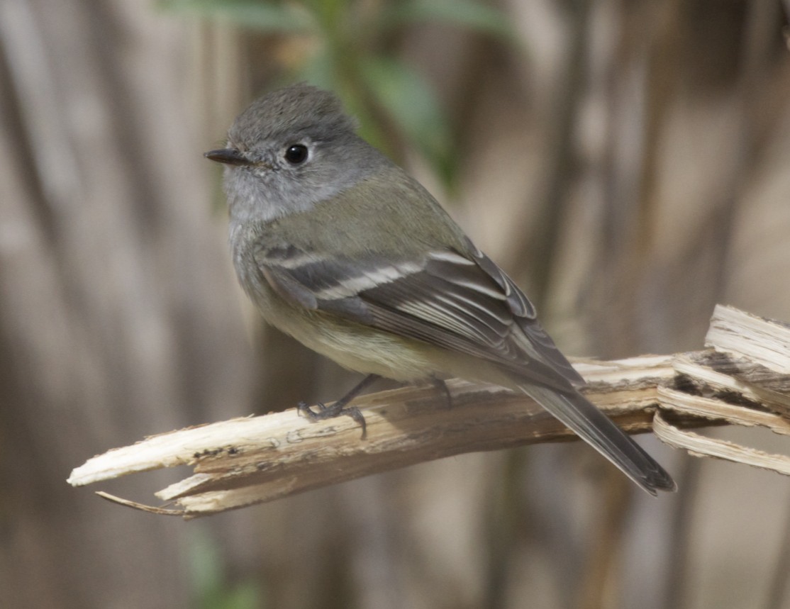 Birding Is Fun!: The Empid Enigma: To Catch a Flycatcher