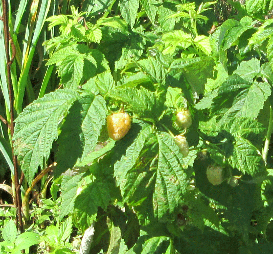 Adventures of a Middle Creek Road truck farmer